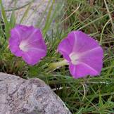 Ipomoea capillacea